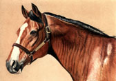 Thoroughbred Equine Art - Horse Art by Janet Griffin-Scott